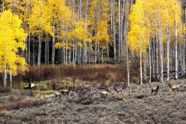 Rocky Mountain Region Ranches for Sale - Hall and Hall