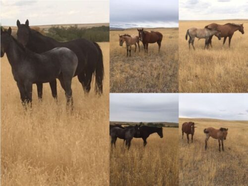 IX Ranch Adds Registered Quarter Horse Colts