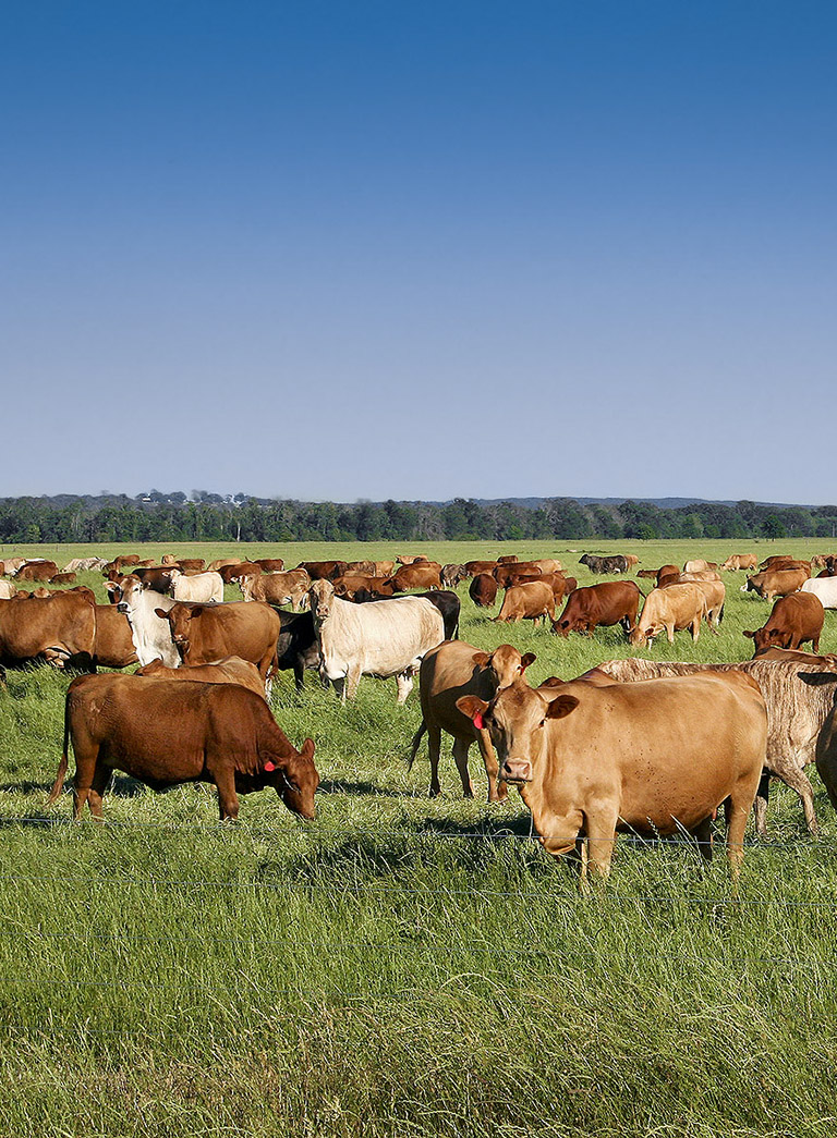 Land, Ranch and Farm Auctions - Hall and Hall Auctions