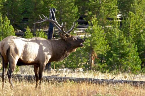 Elk Hunting on Nebraska Ranches - Sandhills -Hall and Hall
