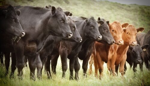 Ideal Cow: Genetic Trends in Beef Industry - Hall and Hall