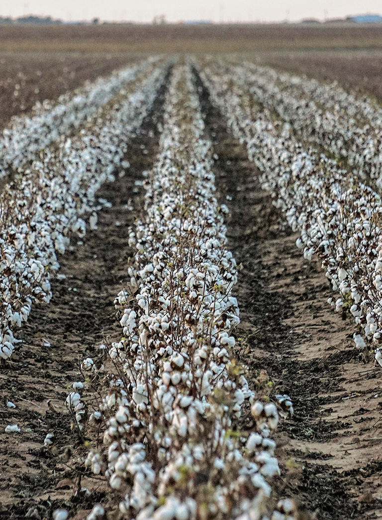 Buzz Vardeman has Changed the Farming Industry - Hall and Hall