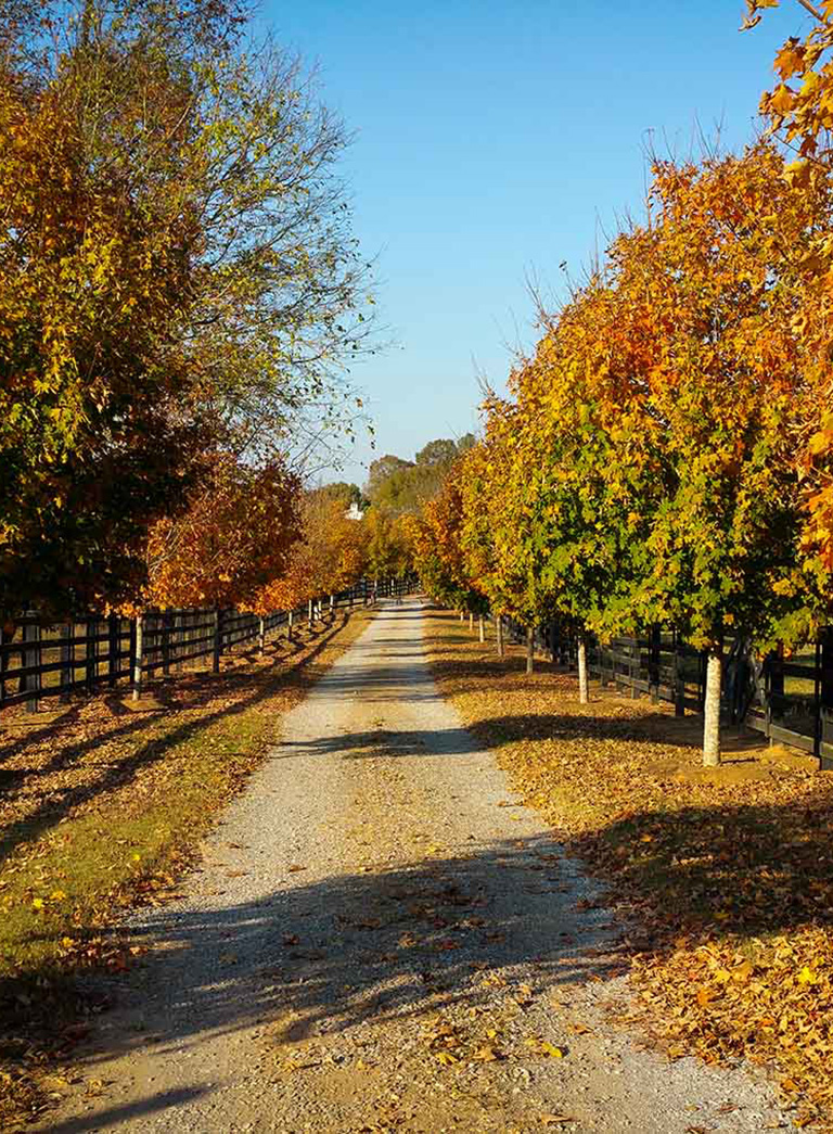 Fall Photography Roundup - Hall and Hall