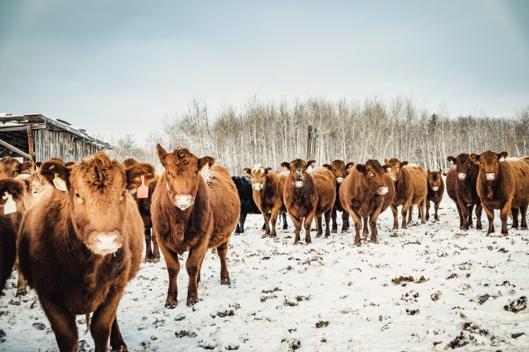Winter Cattle Grazing - Hall and Hall