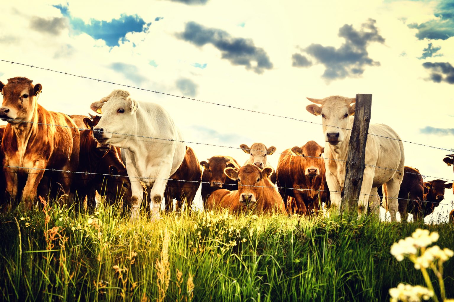 Spring Calving Benefits - Hall and Hall