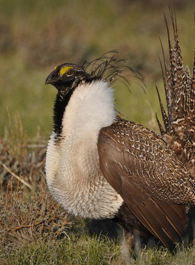 Sage Grouse: A Life-Cycle in Photos - Hall and Hall
