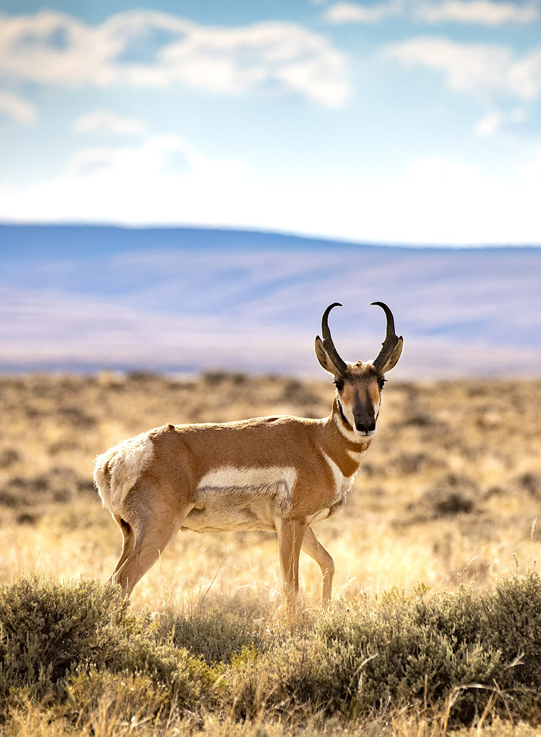 Pronghorn Hunting in Wyoming - Hall and Hall