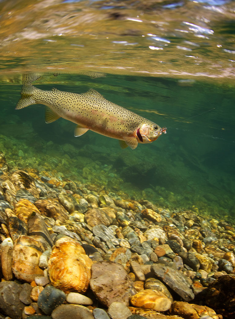 Grazing for Habitat - Hall and Hall