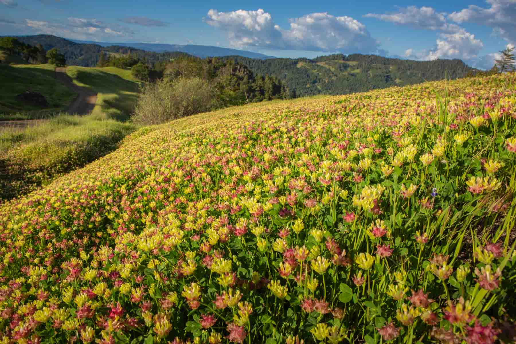 Lone Pine Ranch - Sold - California - Hall and Hall