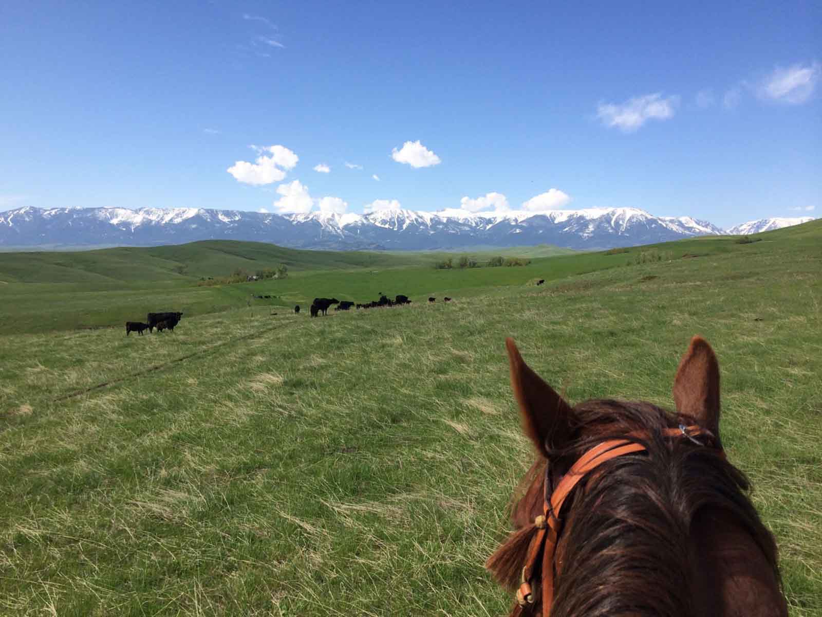 Lazy L Creek Ranch - Sold - Montana - Hall and Hall