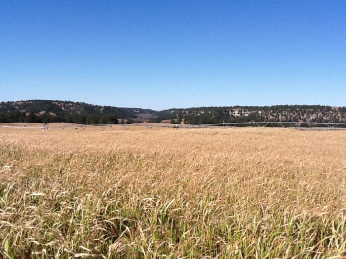 Circle Cross Ranch - Past Auction - Nebraska - Hall and Hall