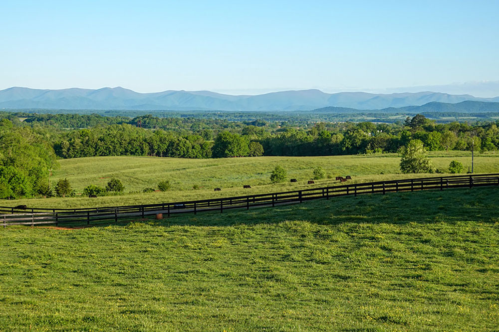 What Is An Absolute Auction vs A Reserve Auction?