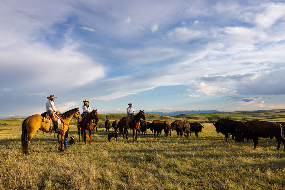 Reimagine Ranching Paradigms - Hall and Hall