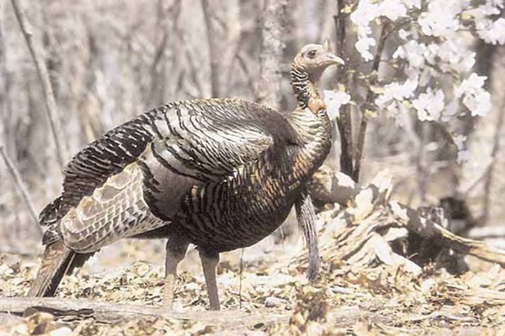 Unpressured Turkeys - Hunt Your Own Land - Hall and Hall