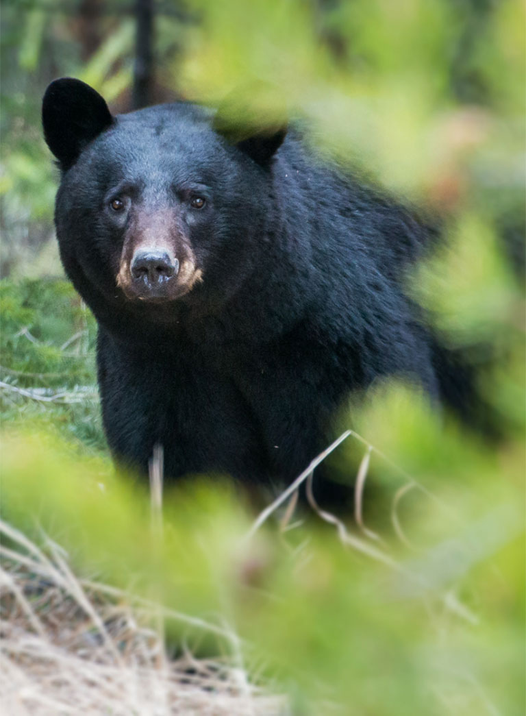 What You Need to Know About Spring Black Bear Hunting