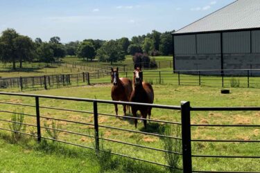 Mesa Vista Ranch - Sold - Texas - Hall and Hall
