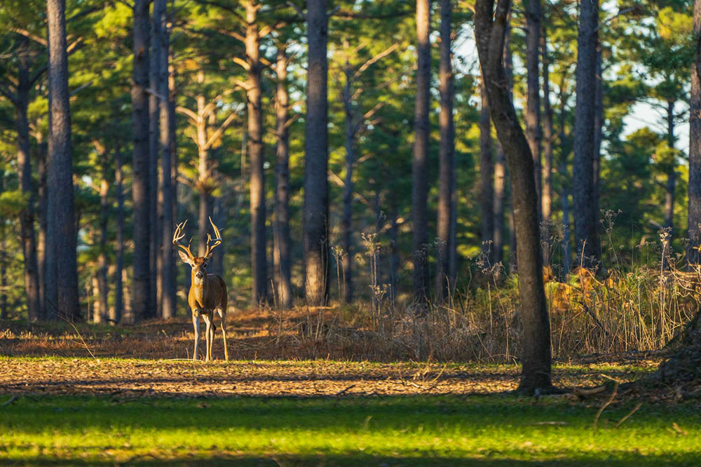 Bobcat Ridge Ranch - Eastern Texas Lodge | Hall & Hall