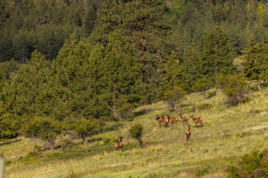 N Bar Ranch - Sold - Montana - Hall and Hall